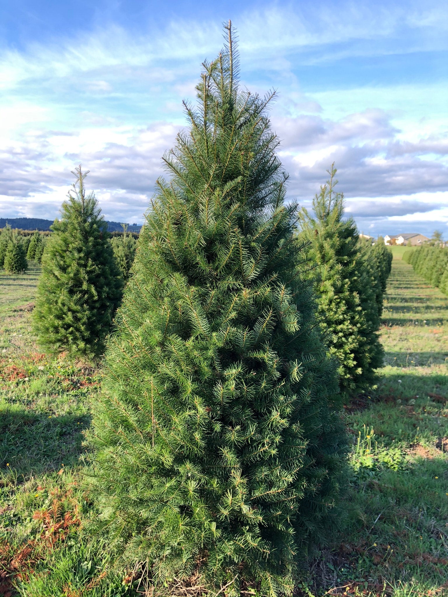 Douglas Fir Christmas Tree